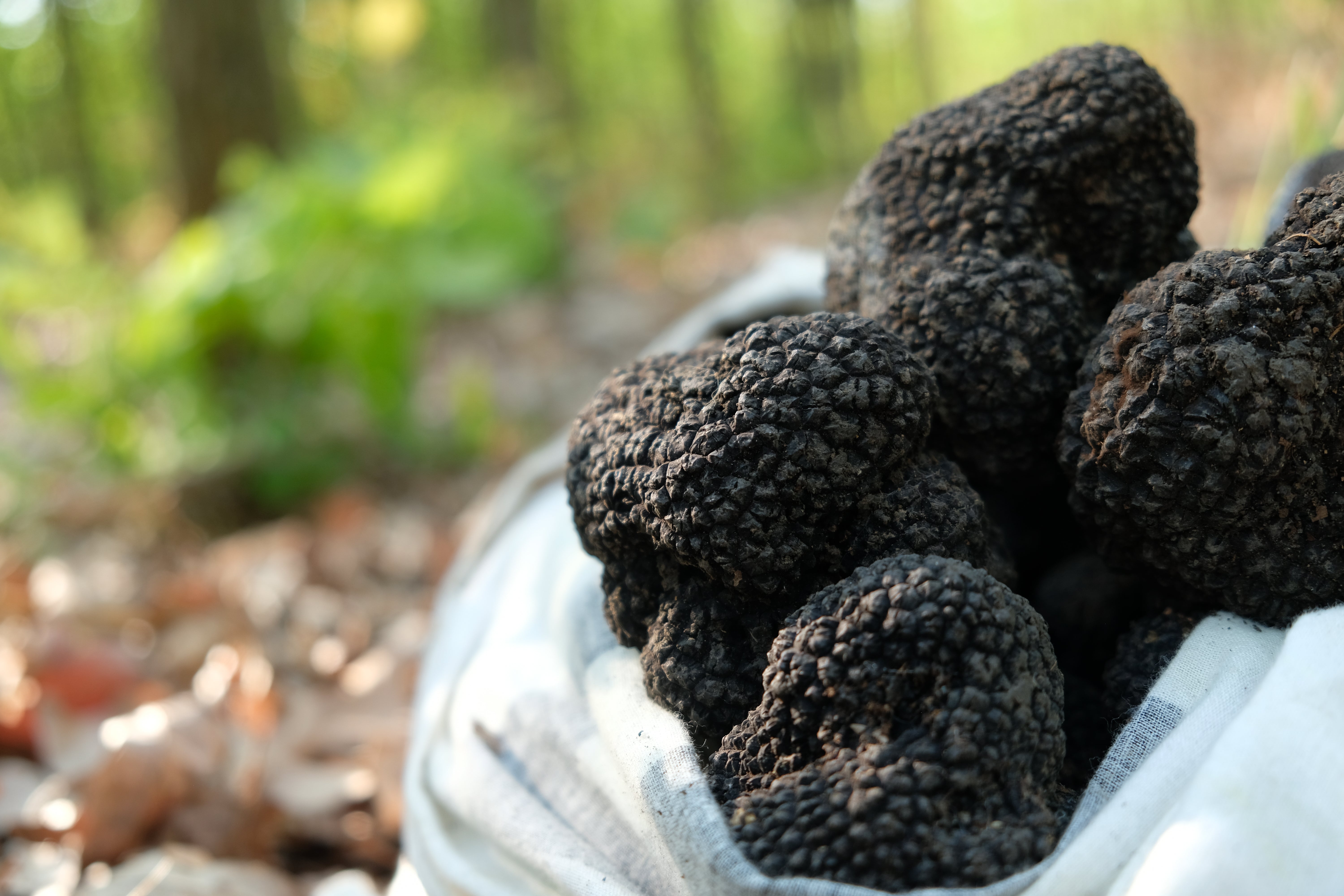 Fresh Truffles – Truffle Garden